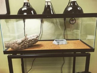 Best Bearded Dragon Starter Kit in 2023: For Easy Setting up (TOP 7)