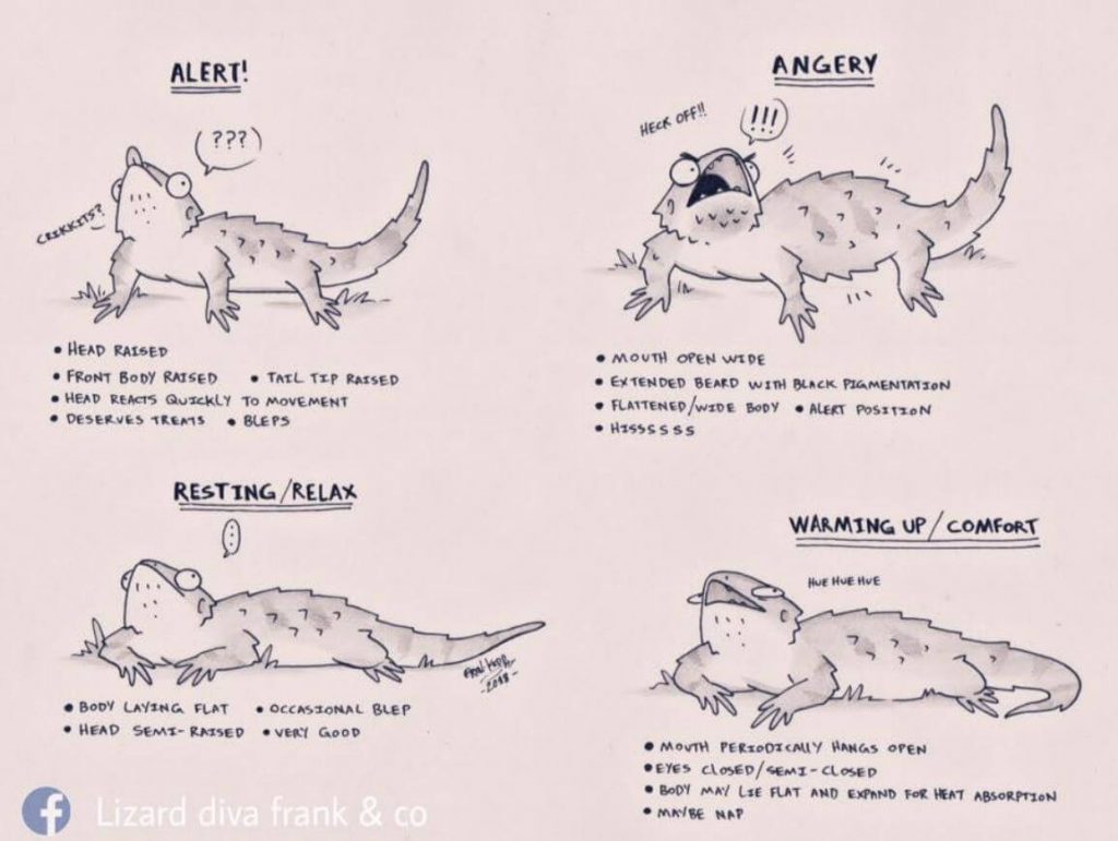 Bearded Dragon Body Language: How to Figure Out?