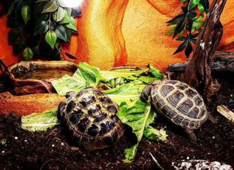 How to Maintain Humidity in a Tortoise Tank? A Complete Guide